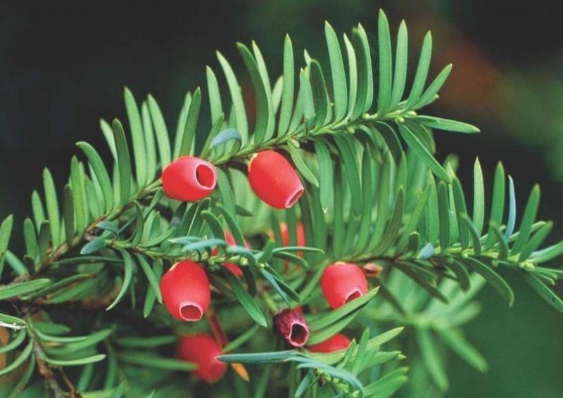 Europäische Eibe - Taxus Baccata - Kegel H: 100-125 cm